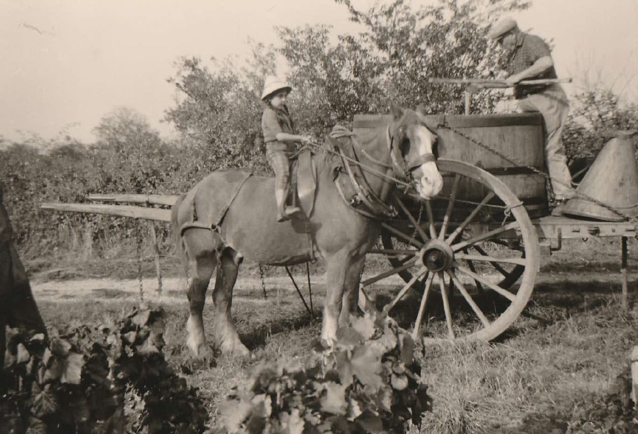 The Domain - Domaine THOMAS-COLLARDOT